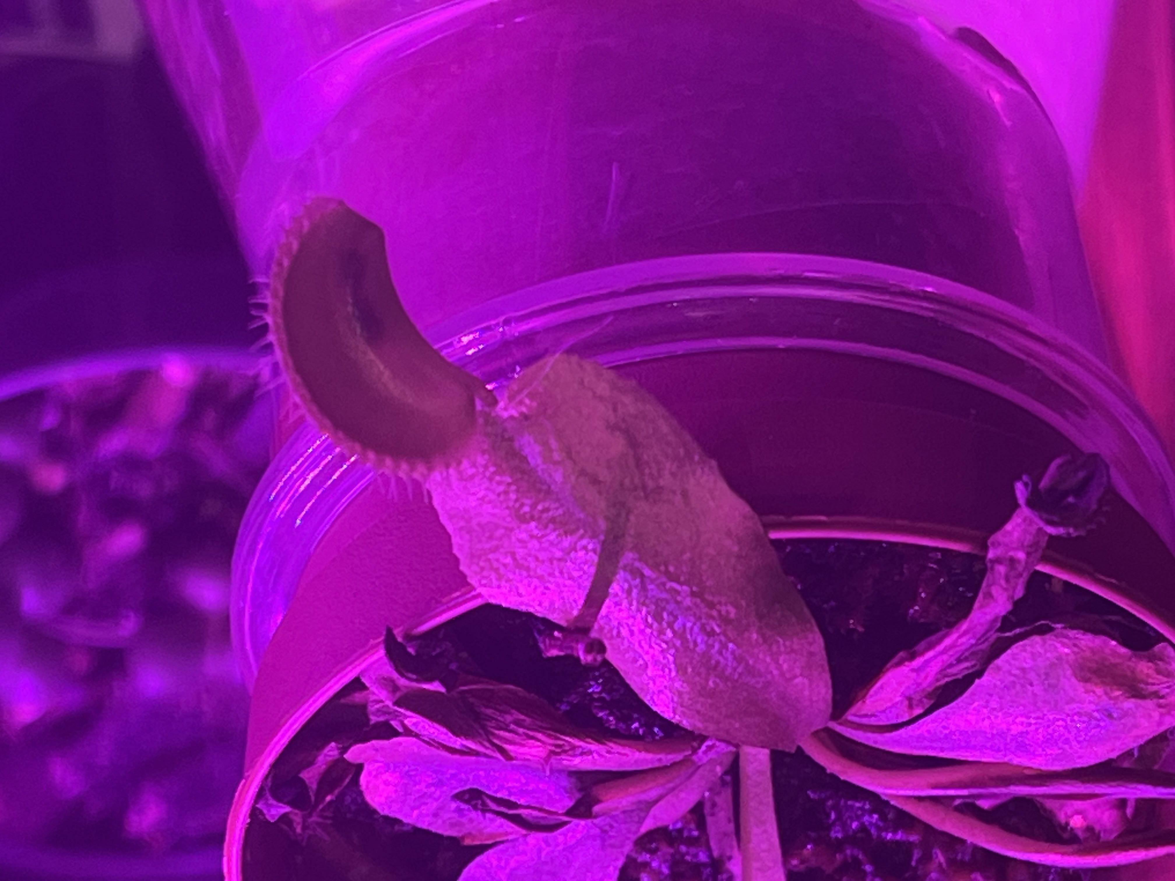 🪰 Ultimate Guide to Light Requirements for Venus Fly Trap