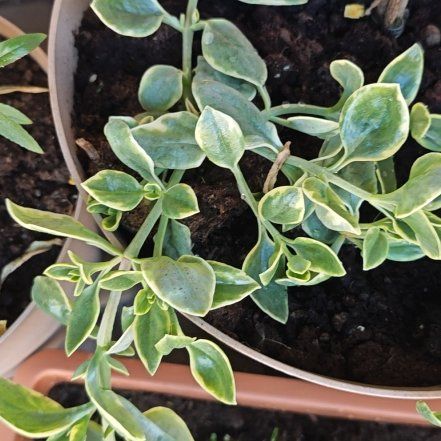 mezoo trailing red: How Much Water & Light Does it Need to Thrive?