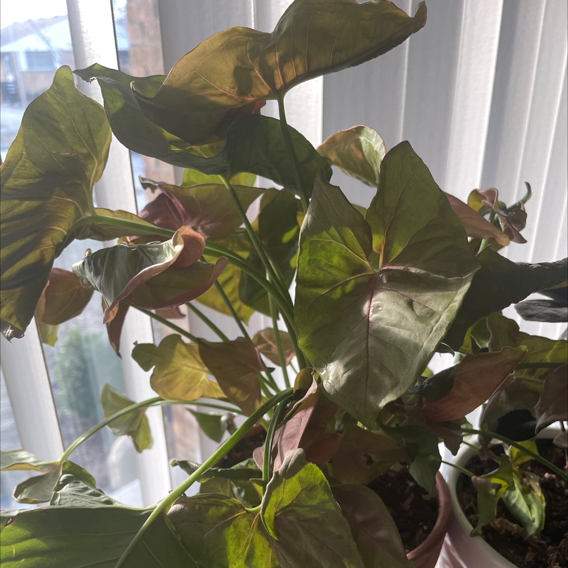 🔍 Diagnosing Pink Syngonium Root Rot