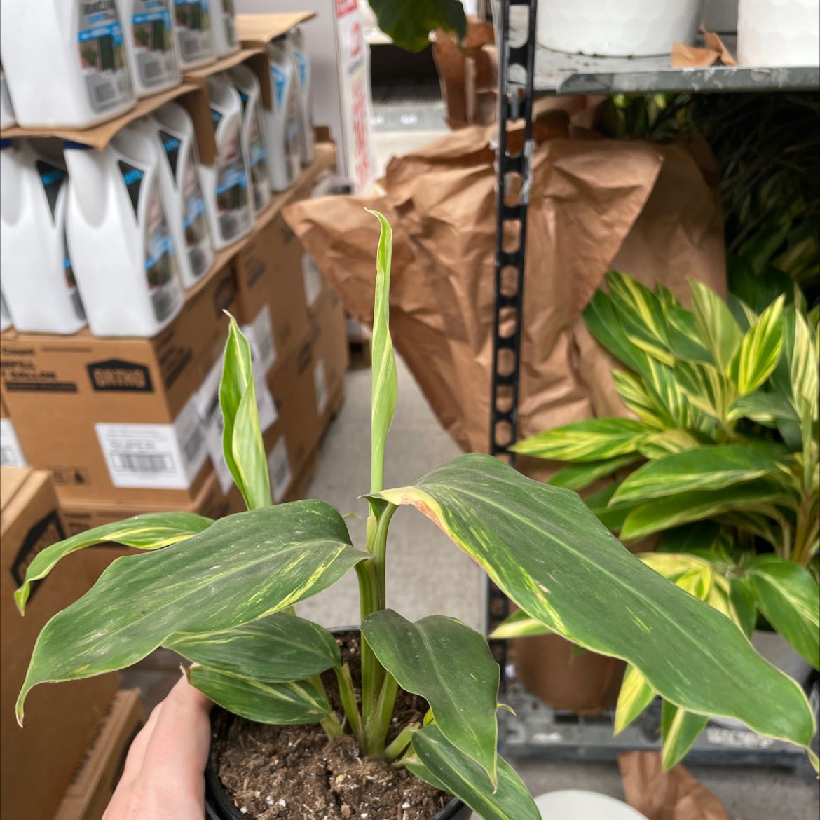Why Are My Variegated Shell Ginger Leaves Curling?