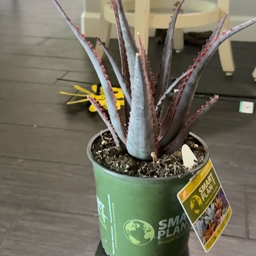 Aloe divaricata 'Diablo' Plant Care: Water, Light, Nutrients | Greg App 🌱