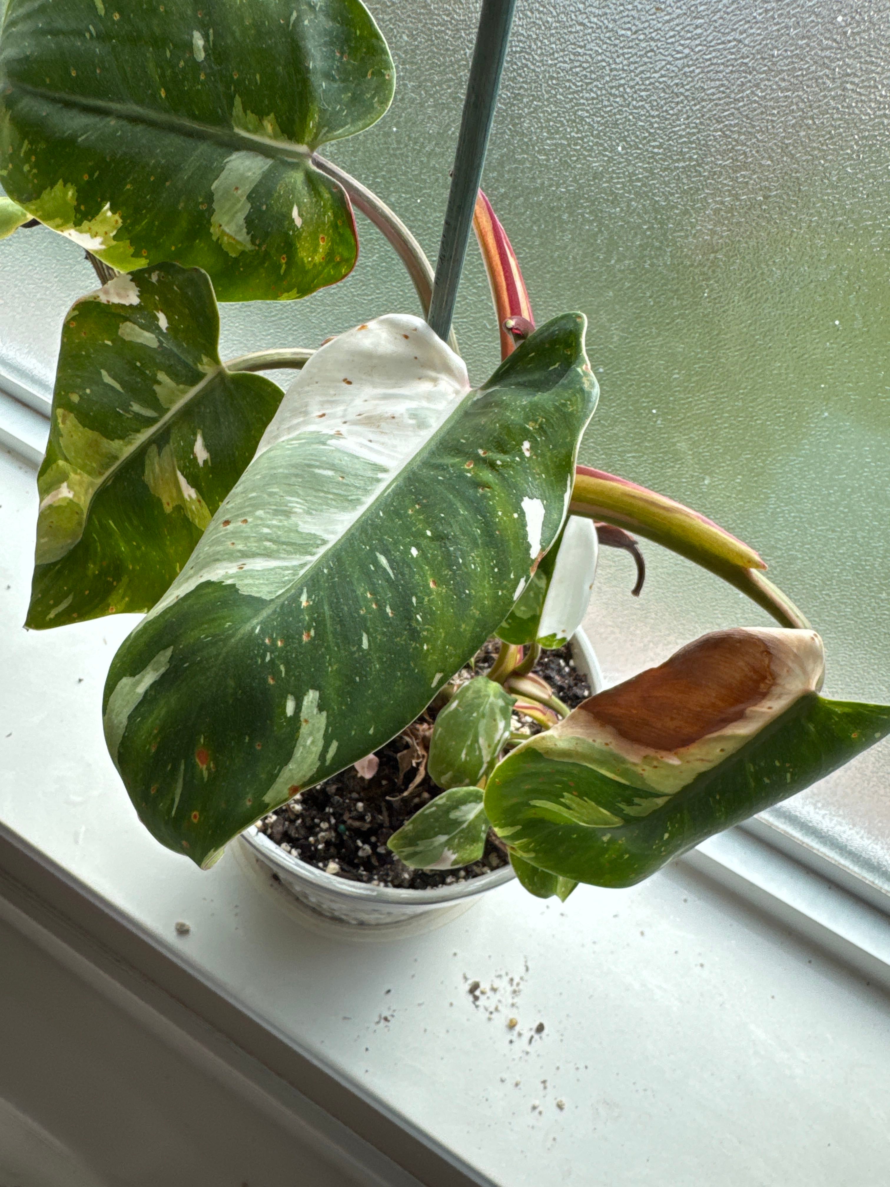Brown Spots On Philodendron 'White Princess' Leaves