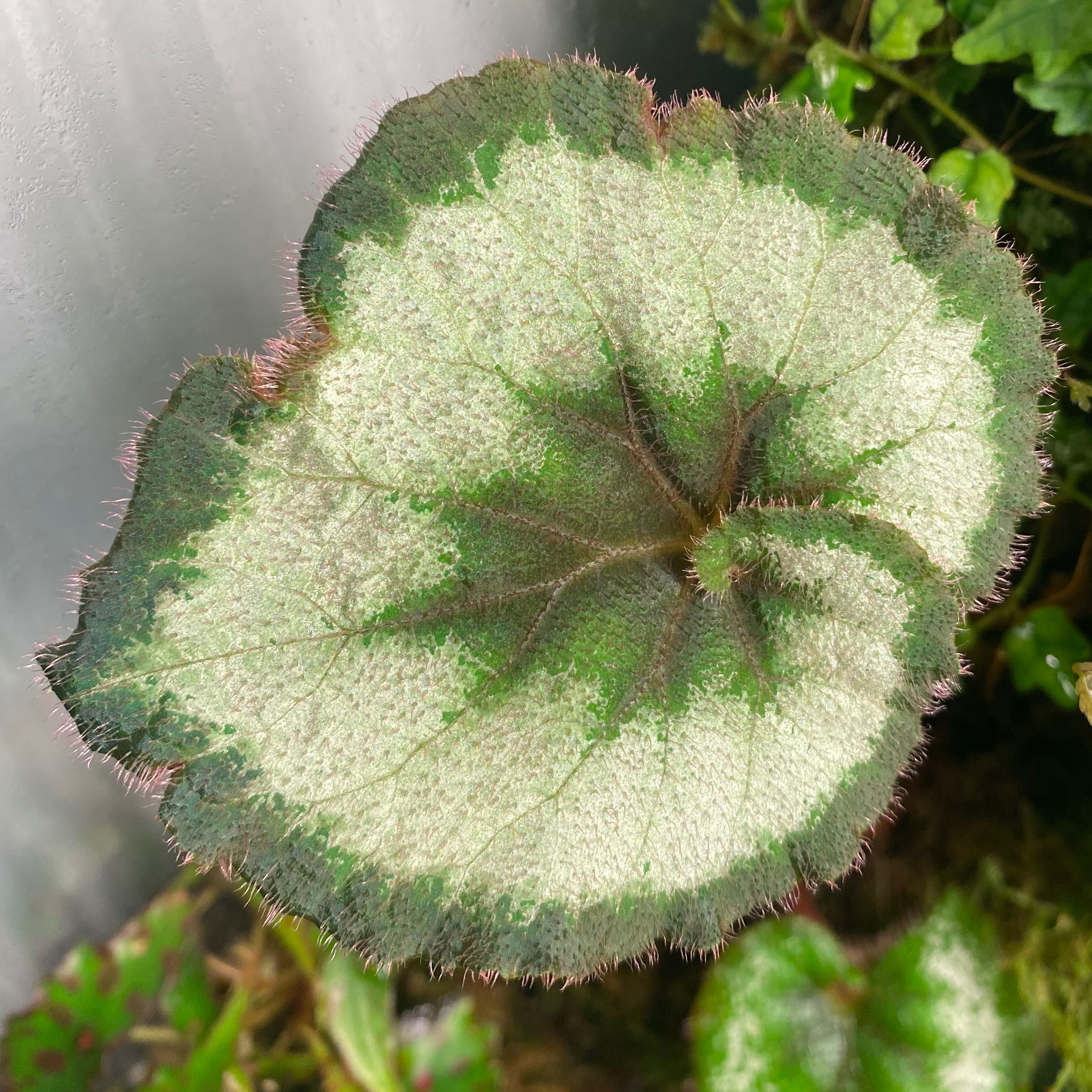 Choosing Fertilizer For My Rex Begonia 'Escargot'