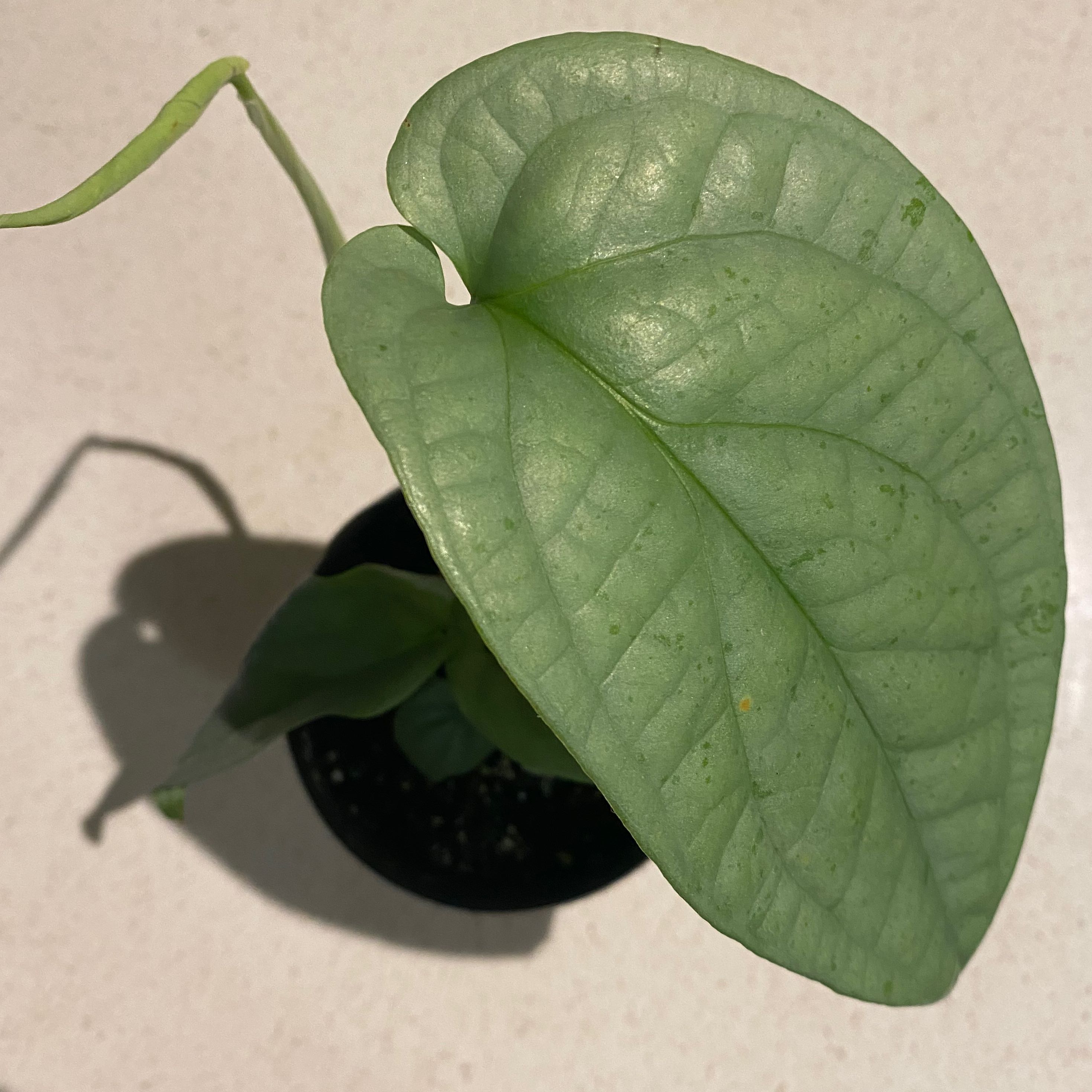 10 Advantages of Having a Amydrium medium 'Silver'