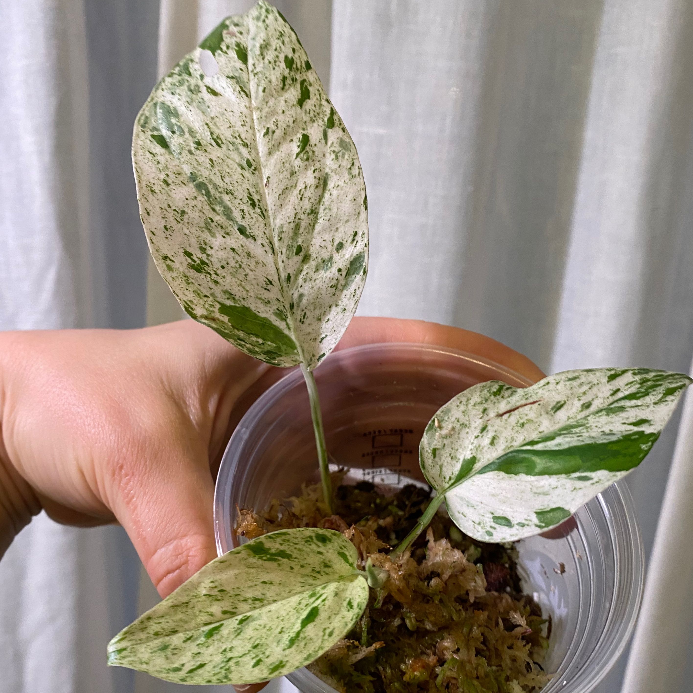 Best Soil Potting Mix for Marble Epipremnum pinnatum