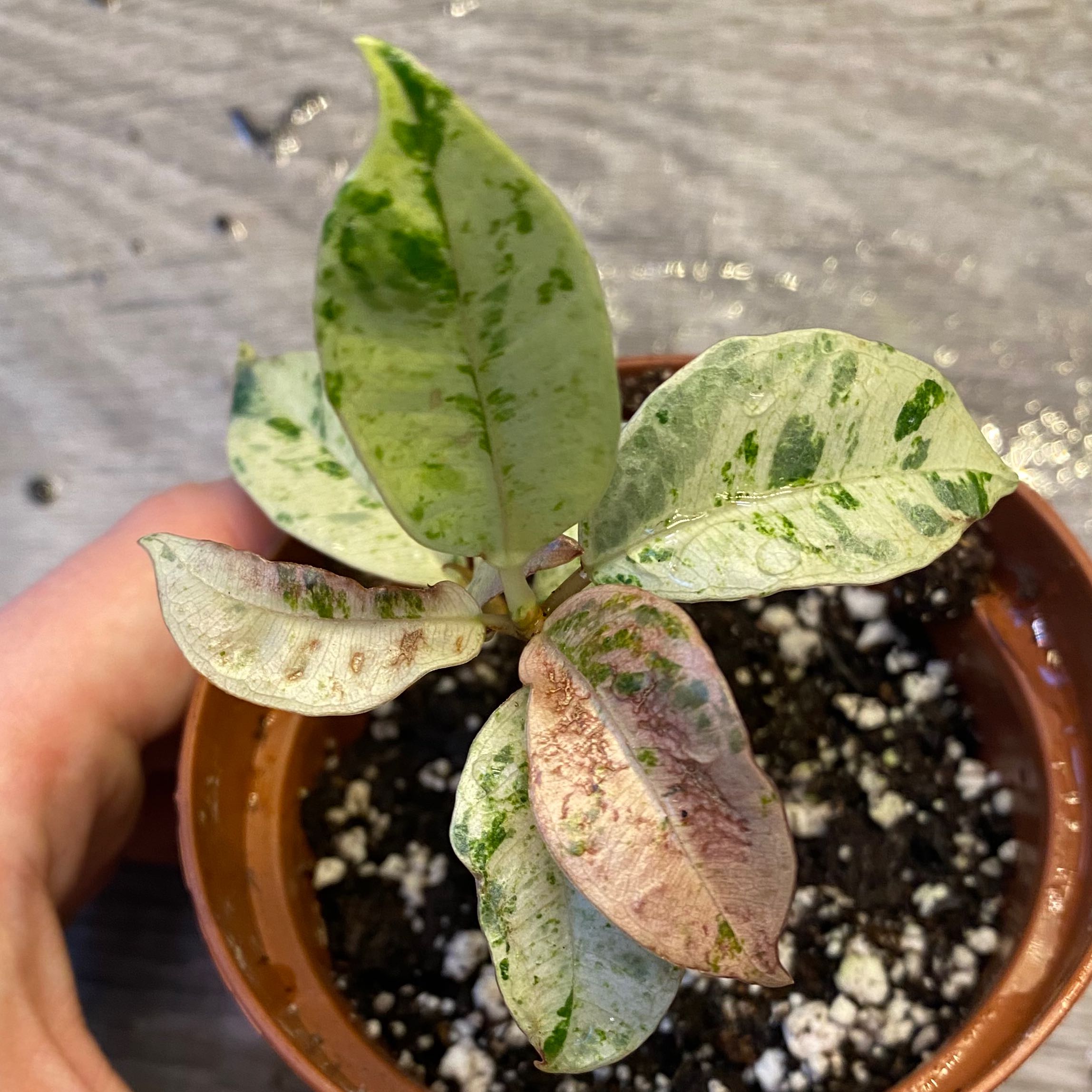 Diagnosing ficus elastica 'shivereana' root rot