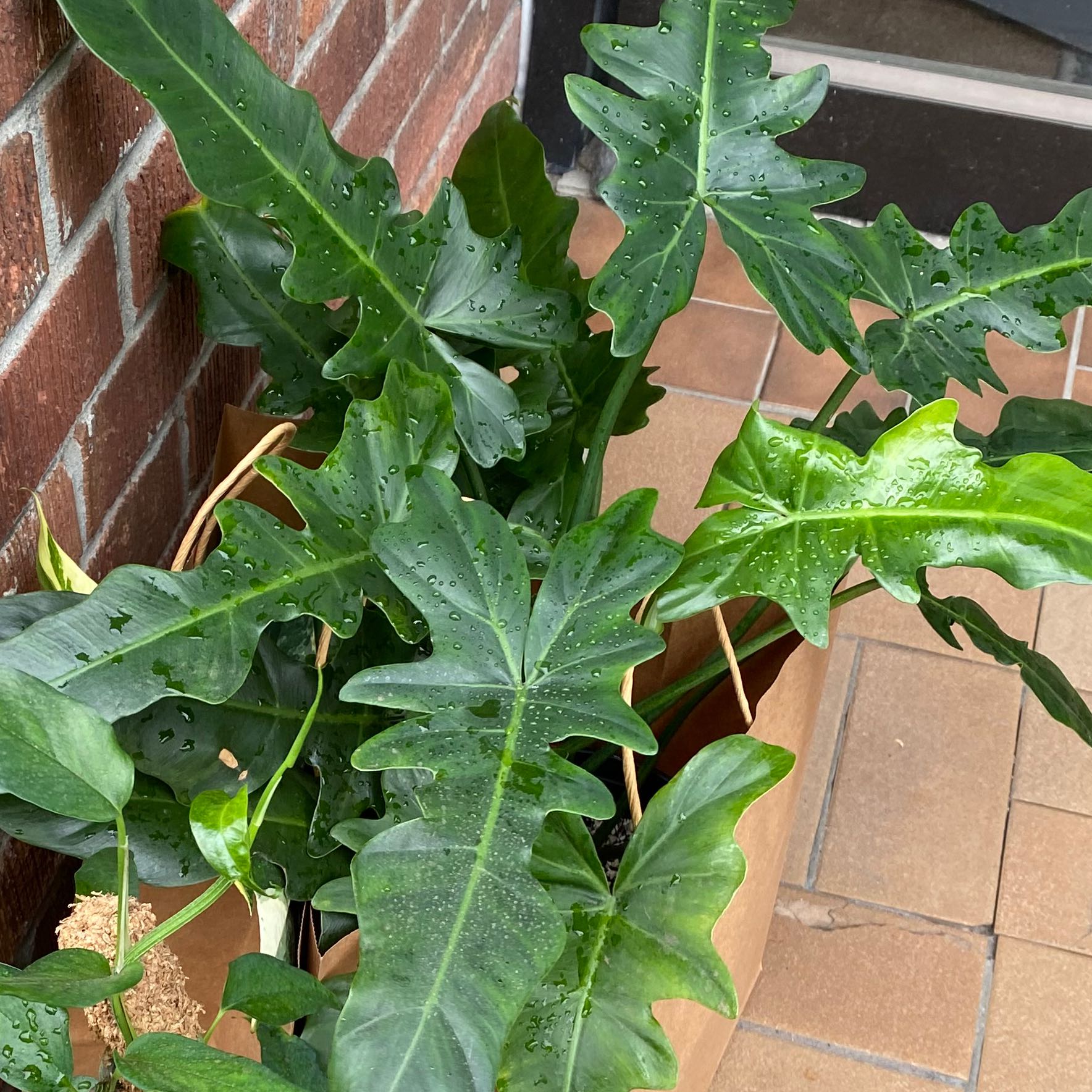 Personalized Philo Golden Dragon Care: Water, Light, Nutrients | Greg App