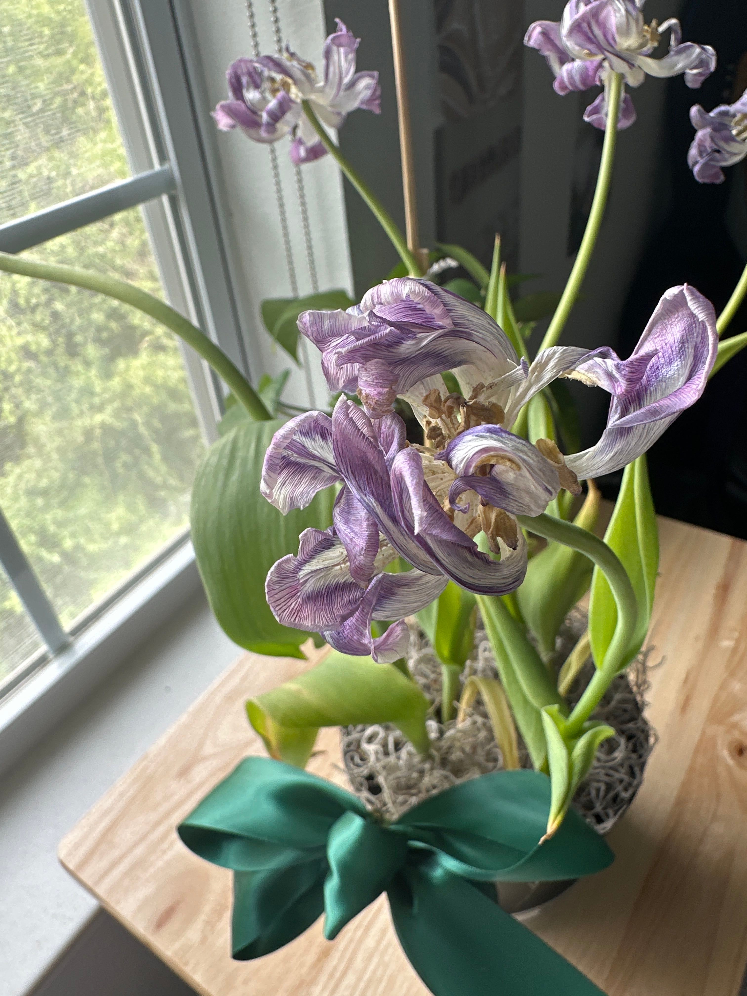 🌷 Tulip 'Rosy Delight': A Comprehensive Overview