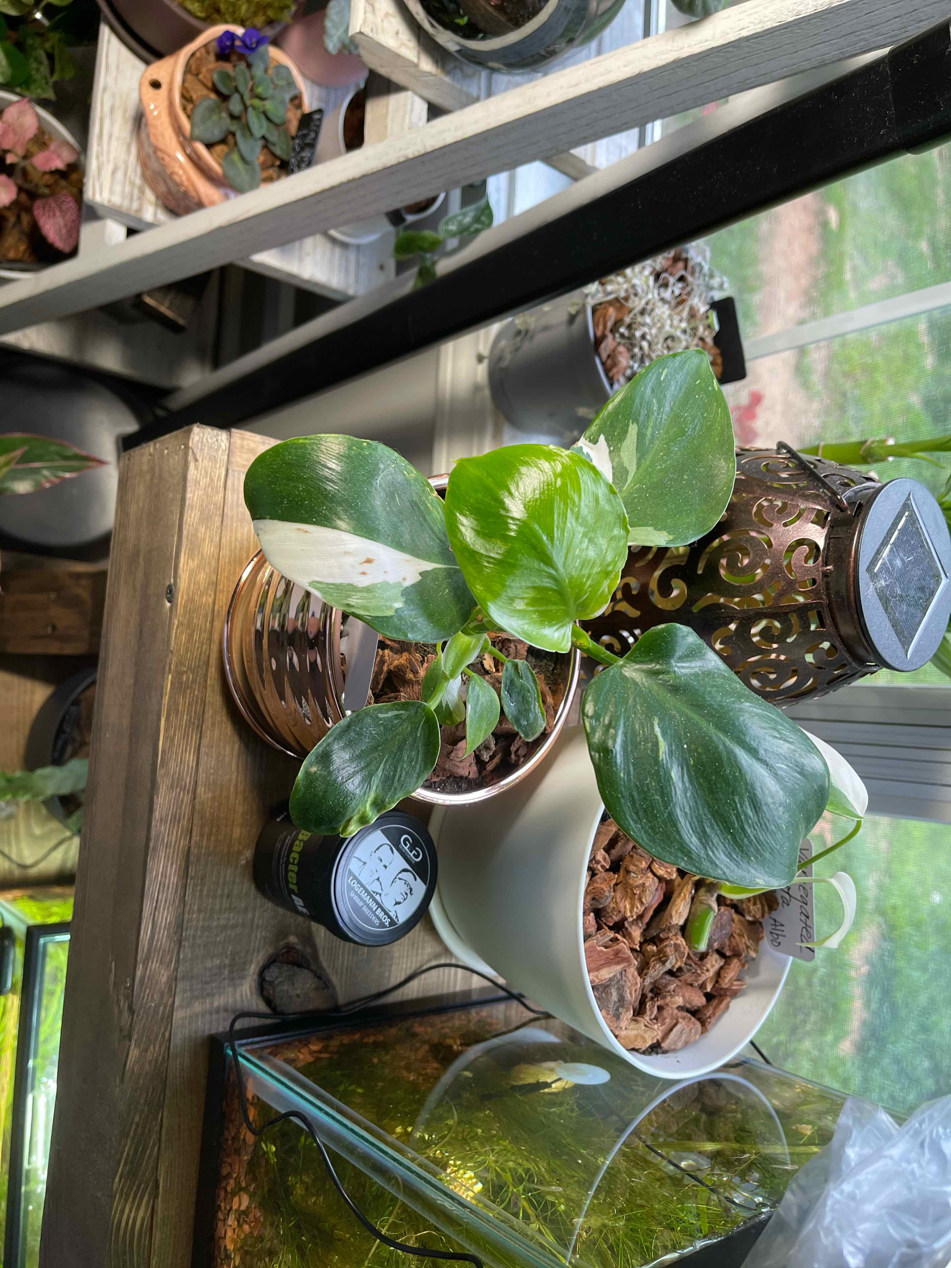 Why Are My Philodendron 'White Wizard' Leaves Curling?