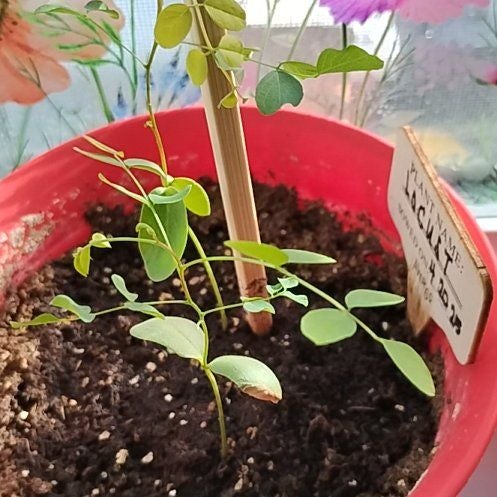 Globe Locust Plant Care: Water, Light, Nutrients | Greg App 🌱