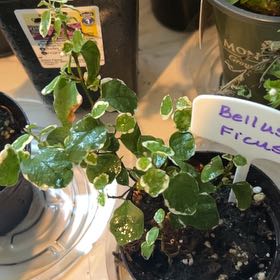 Bellus Plant Care: Water, Light, Nutrients | Greg App 🌱