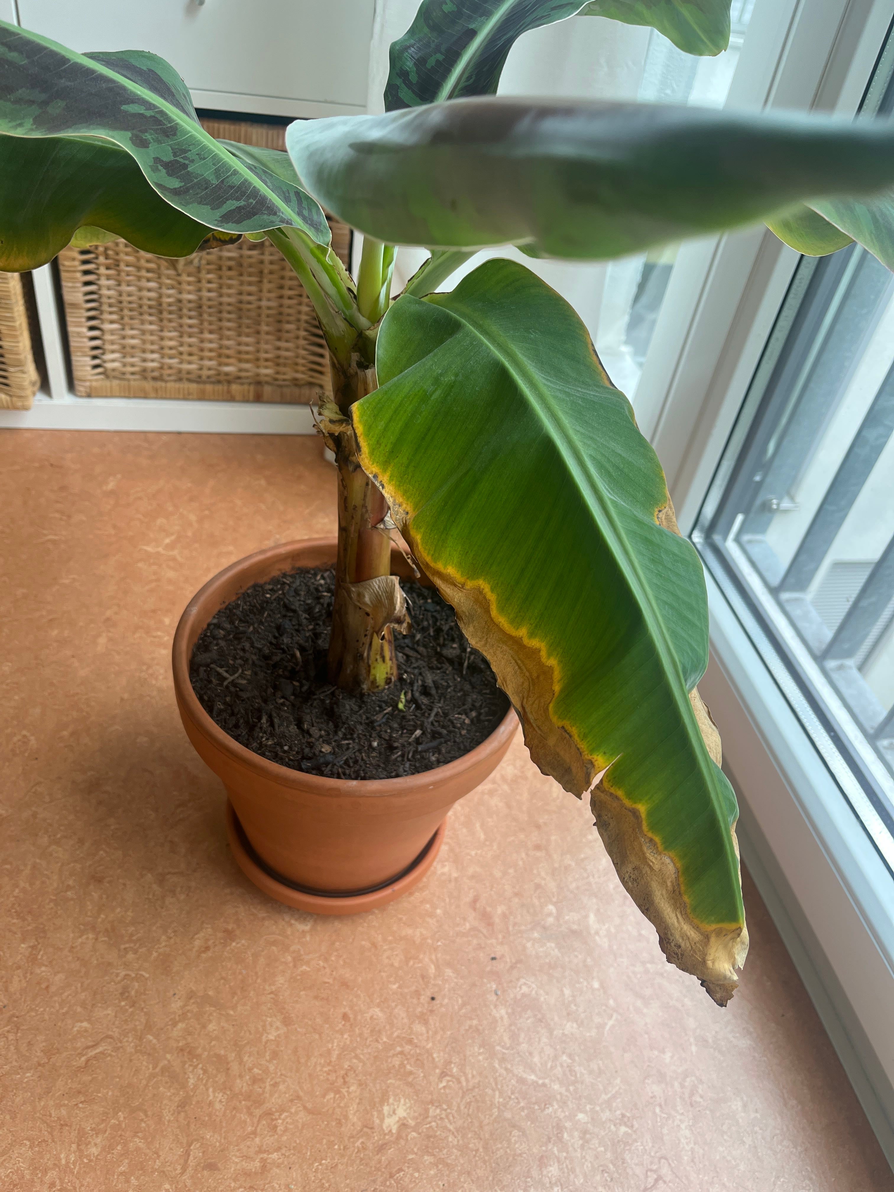 🍌 Step-by-Step Guide to Choosing Blood Banana Varieties