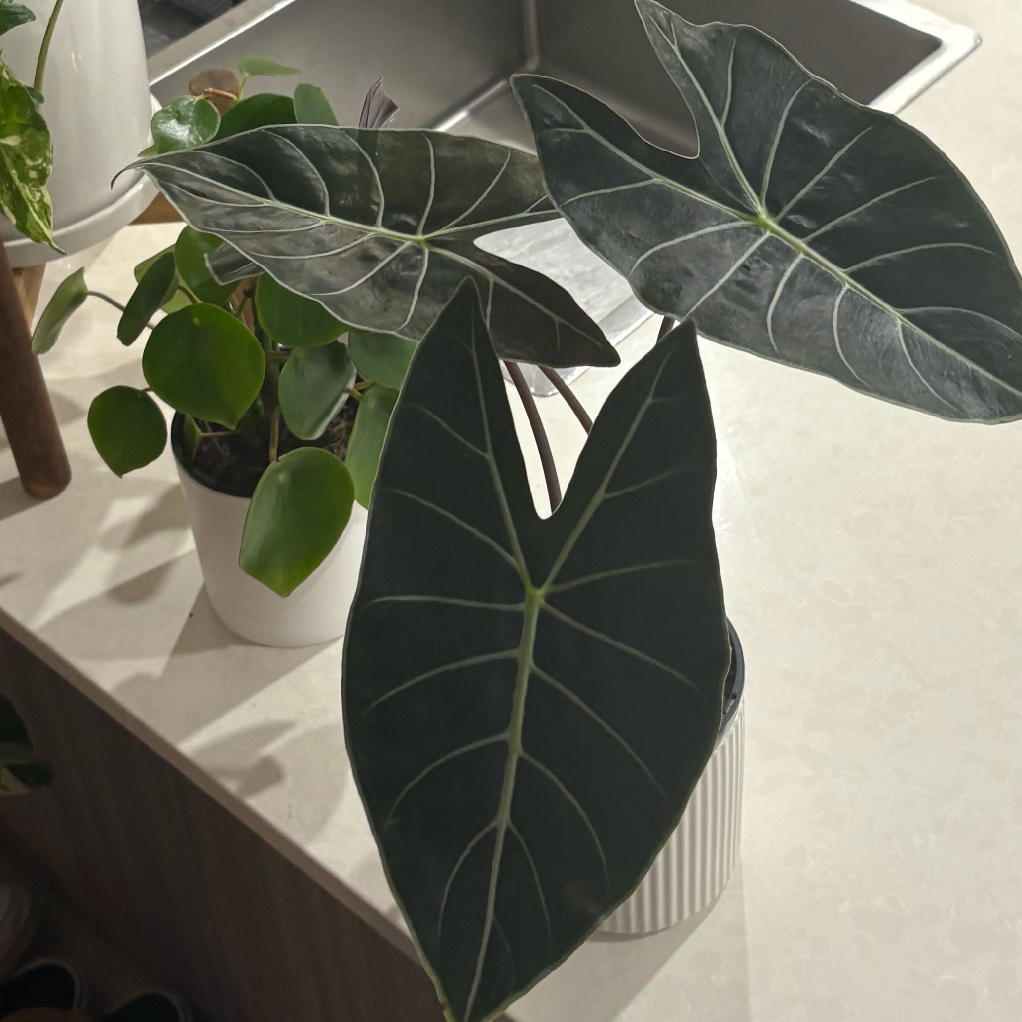 Dragons Tooth Plant Care: Water, Light, Nutrients | Greg App 🌱