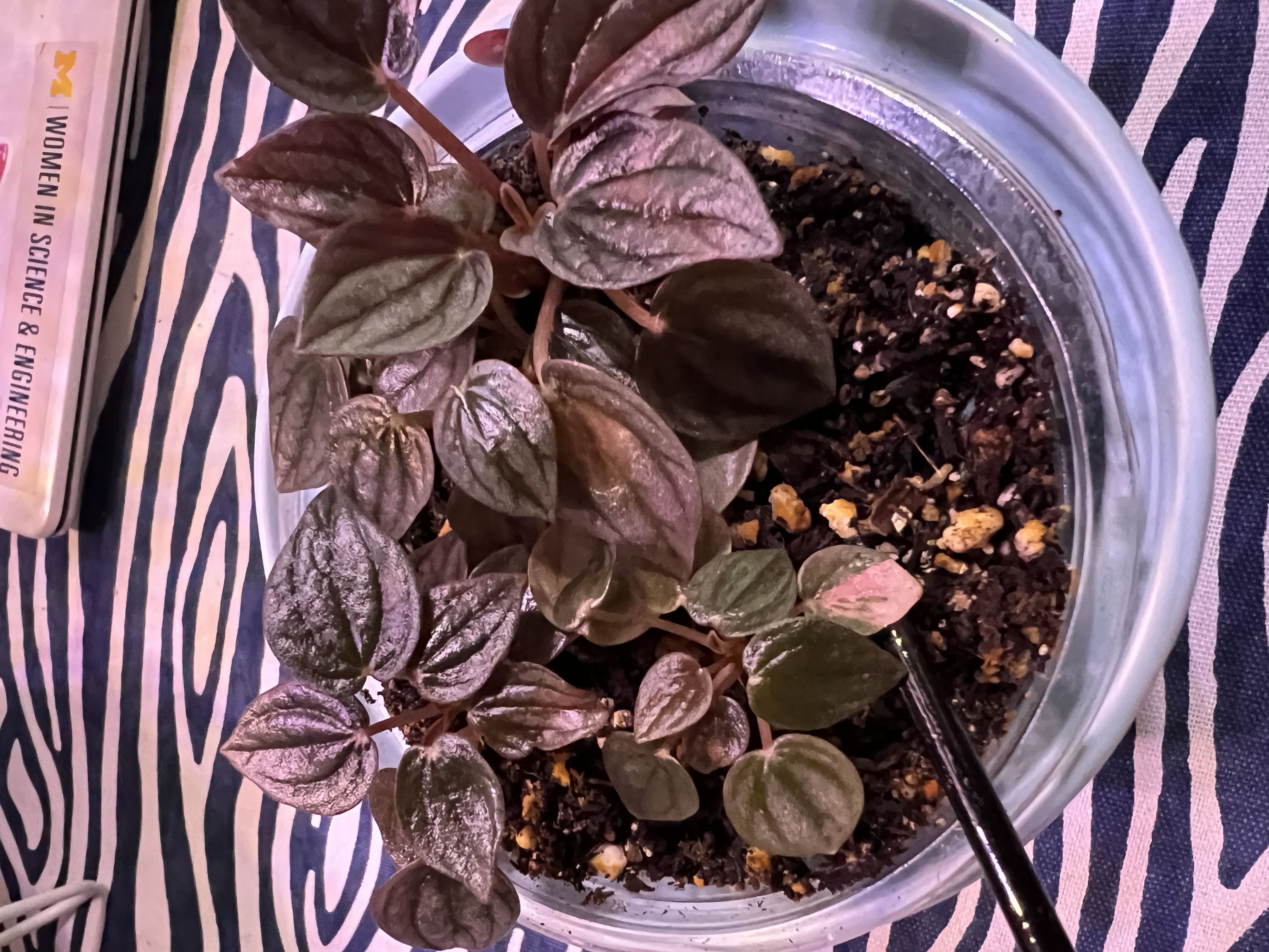 Peperomia 'Amigo Marcello' Plant Care: Water, Light, Nutrients | Greg App 🌱