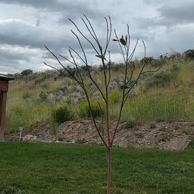 The Complete Magnolia 'Ruth' Plant Care Guide: Water, Light & Beyond