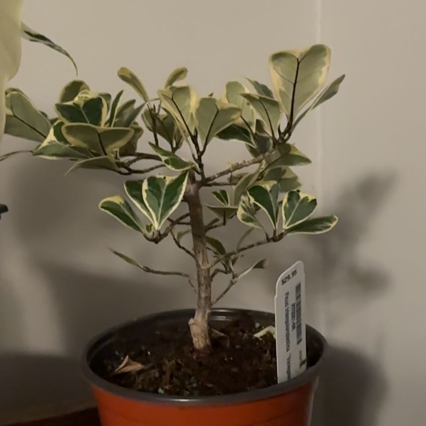 The Complete Ficus triangularis Plant Care Guide: Water, Light & Beyond