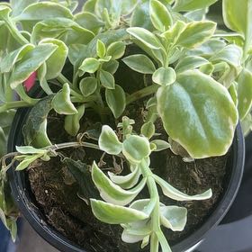 mezoo trailing red: How Much Water & Light Does it Need to Thrive?