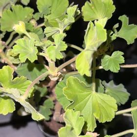 Calliope Geranium Care 101: Water, Light & Growing Tips