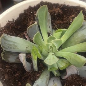 Echeveria 'Arabella' Plant Care: Water, Light, Nutrients | Greg App 🌱