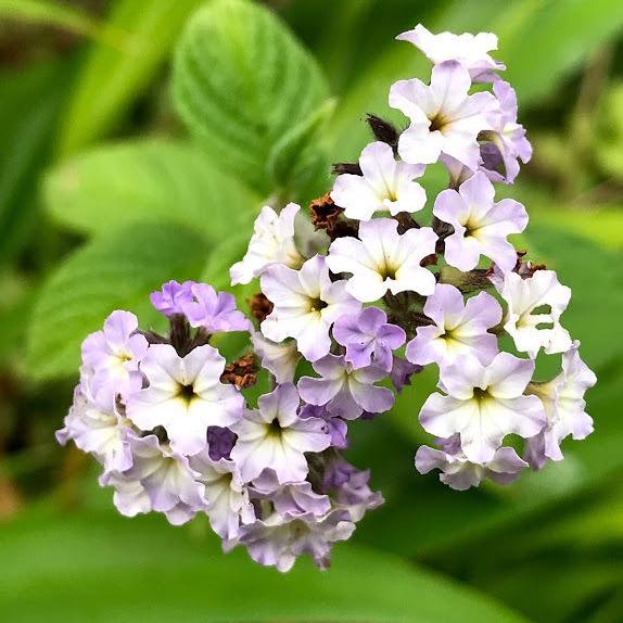 White Heliotrope Plant Care: Water, Light, Nutrients | Greg App 🌱