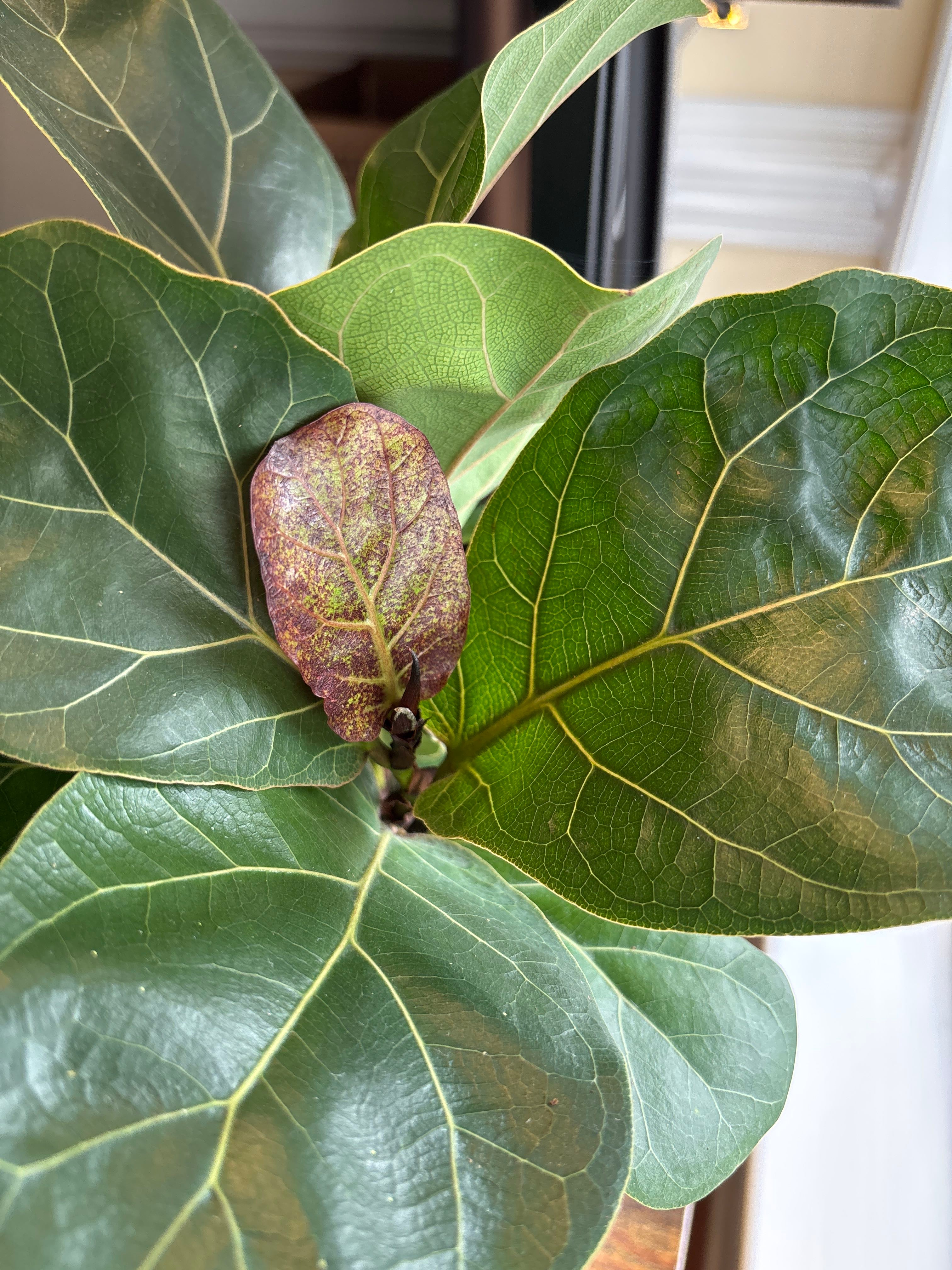 🌳 All About Ficus wakefieldii: Essential Facts