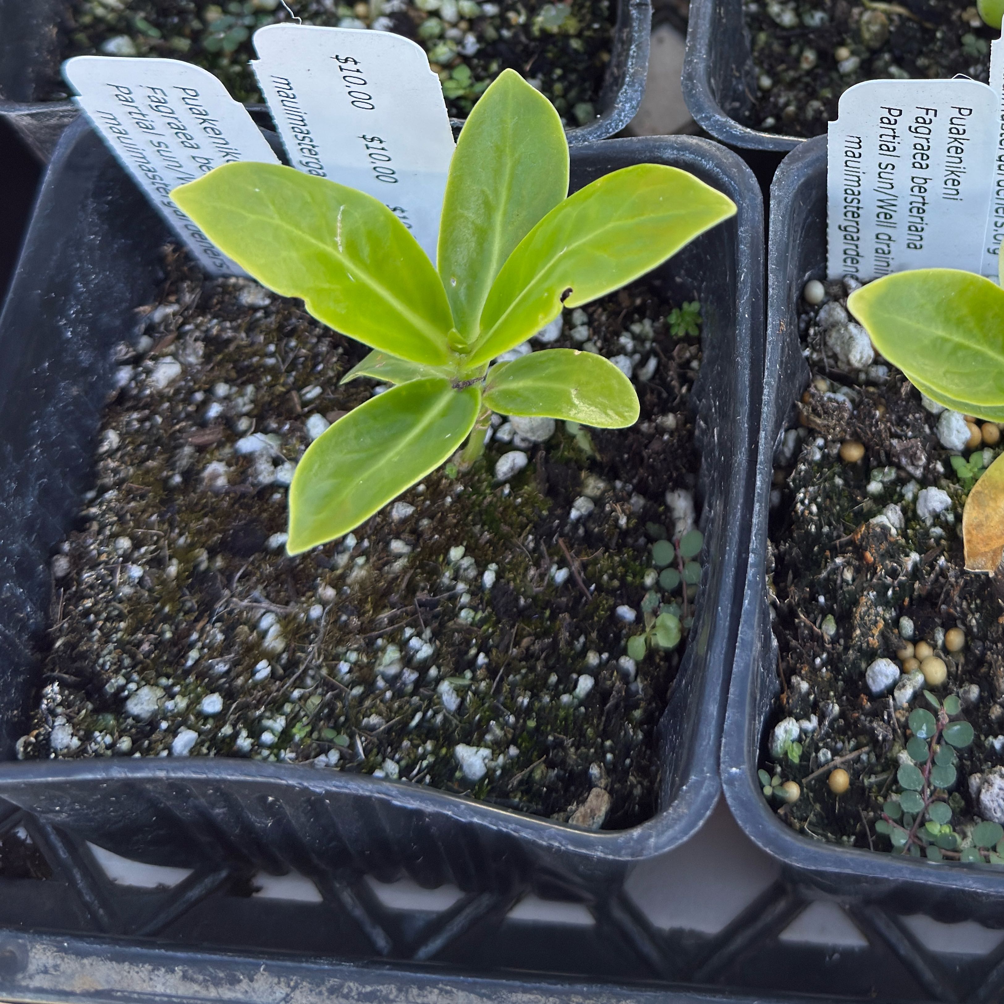 The Complete Puakenikeni Plant Care Guide: Water, Light & Beyond