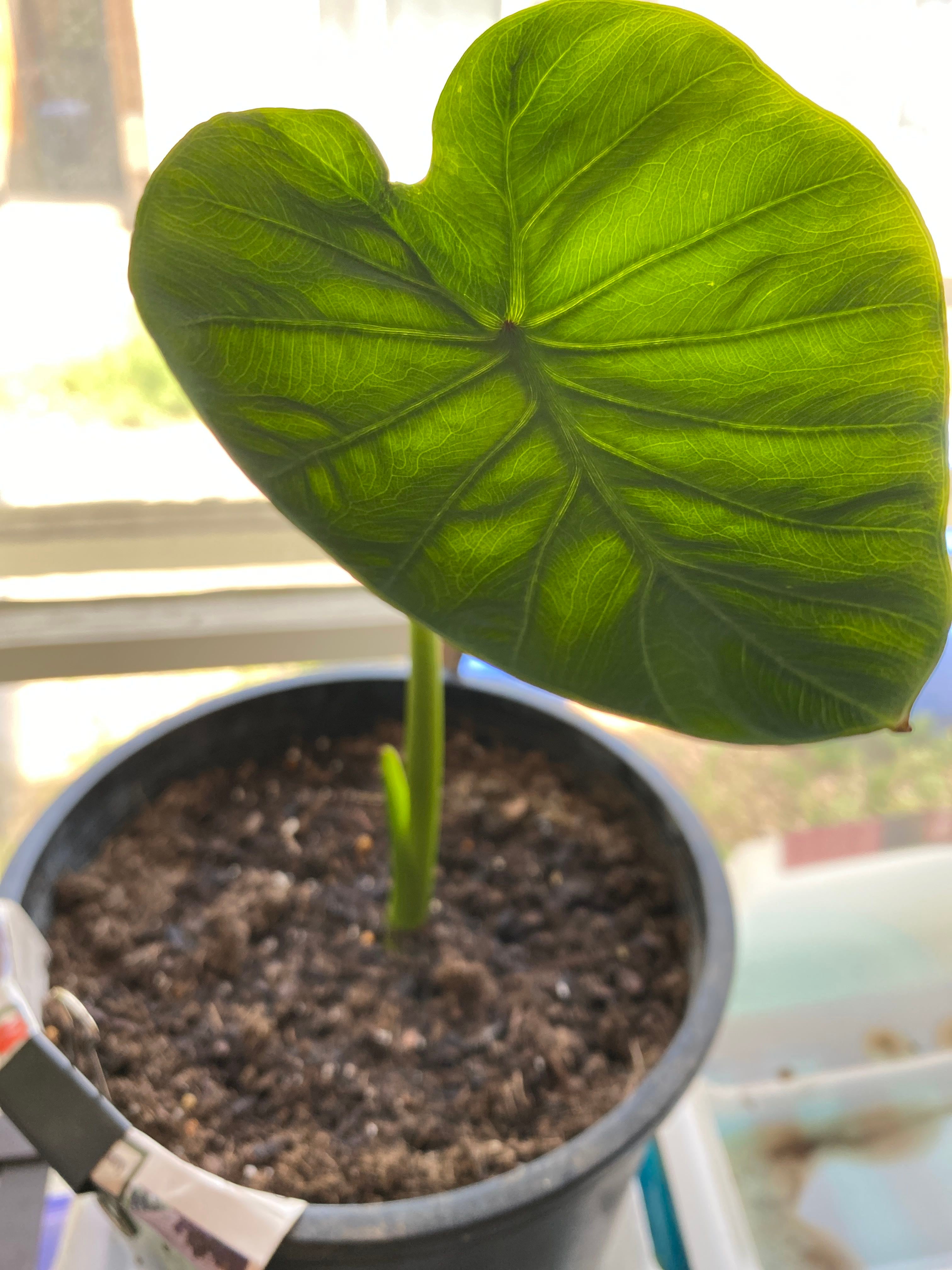 5 Secrets to Successfully Grow Giant Elephant Ear 🐘