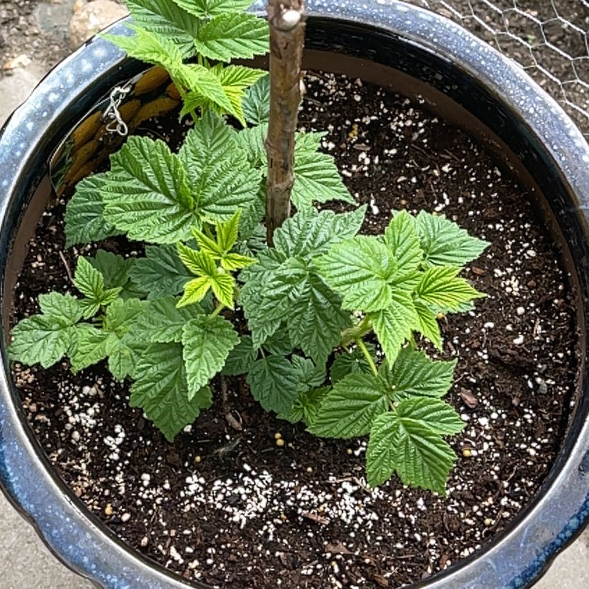 Golden Raspberry Plant Care: Water, Light, Nutrients | Greg App 🌱