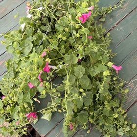 Lophospermum 'Lofos Compact Rose': How Much Water & Light Does it Need ...