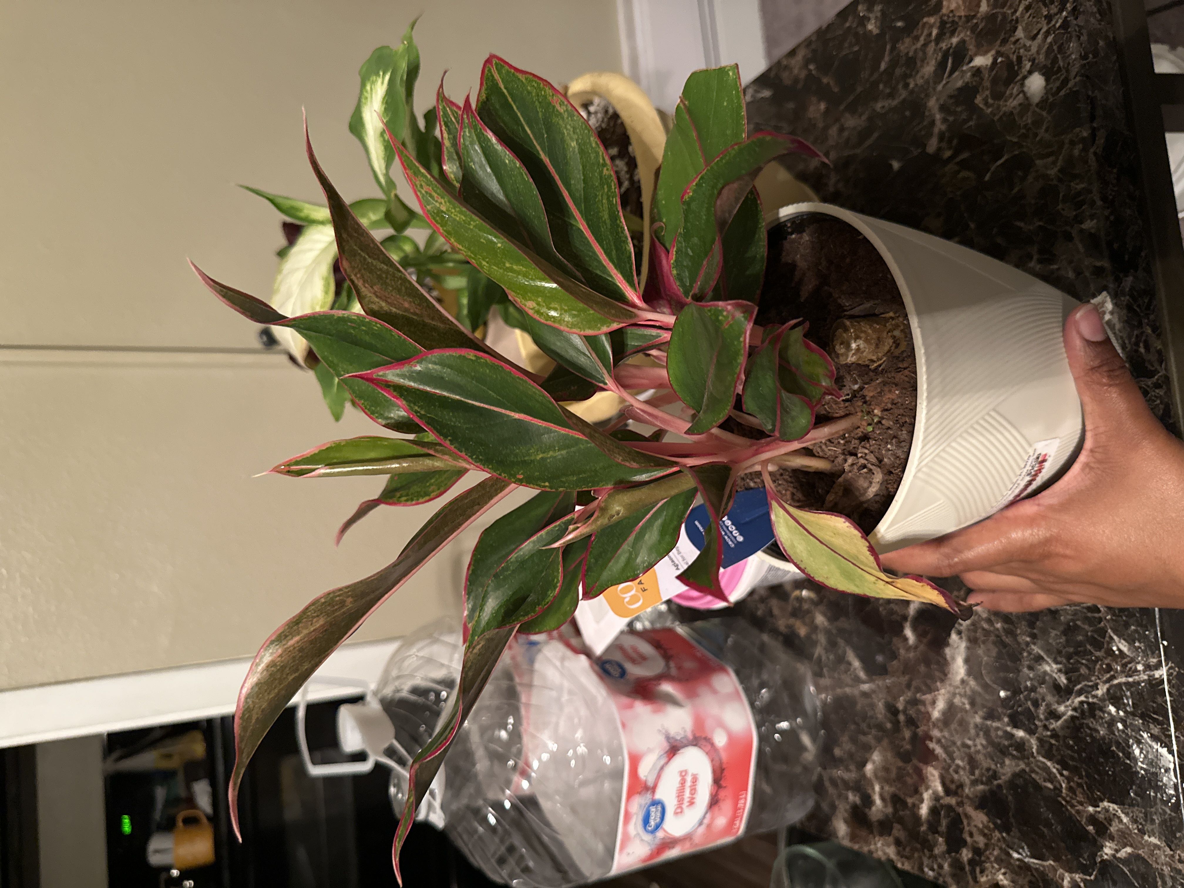 Red Siam Aurora Aglaonema: How Much Water & Light Does it Need to Thrive?