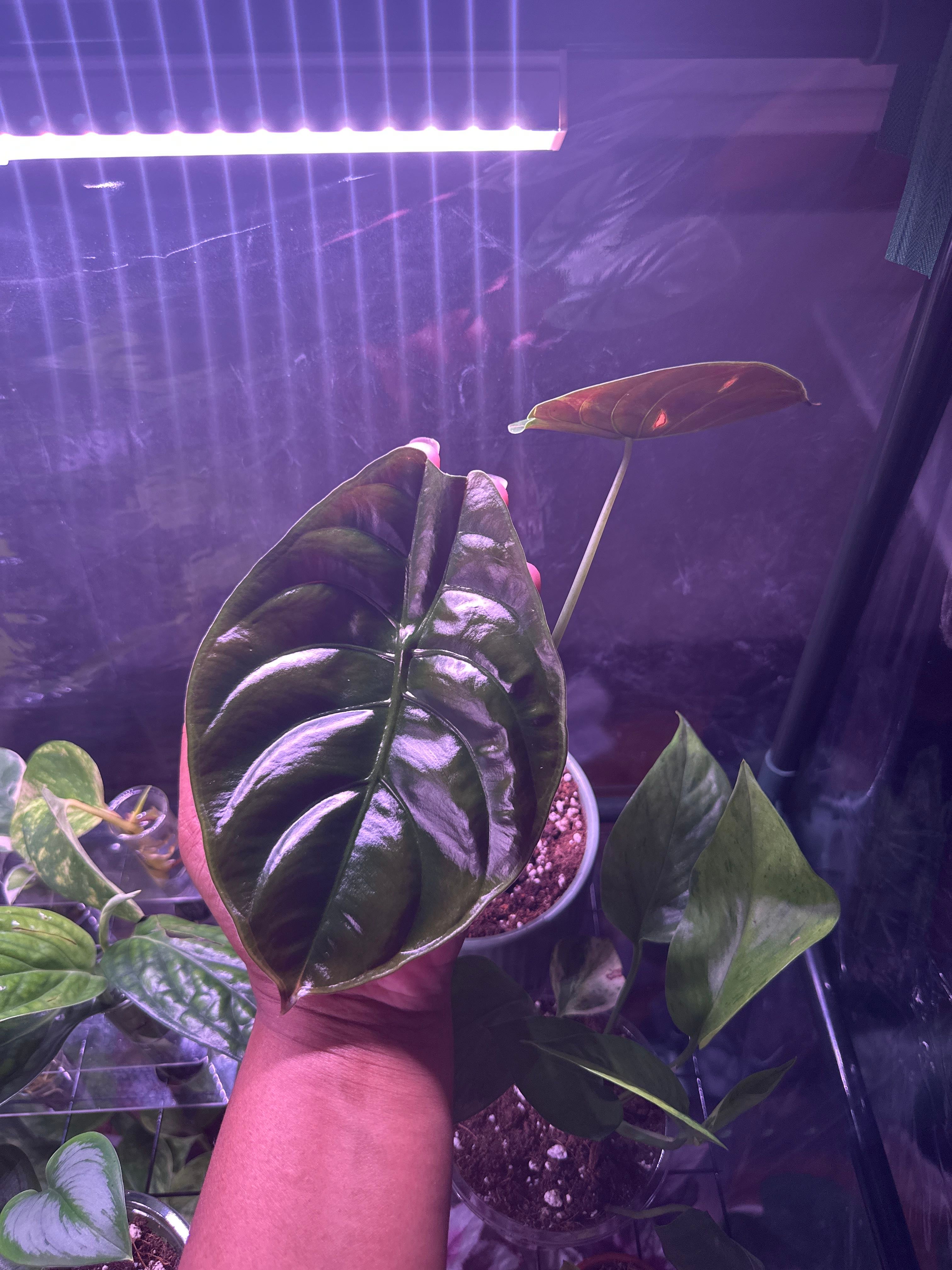 The Complete Alocasia 'Venom' Plant Care Guide: Water, Light & Beyond