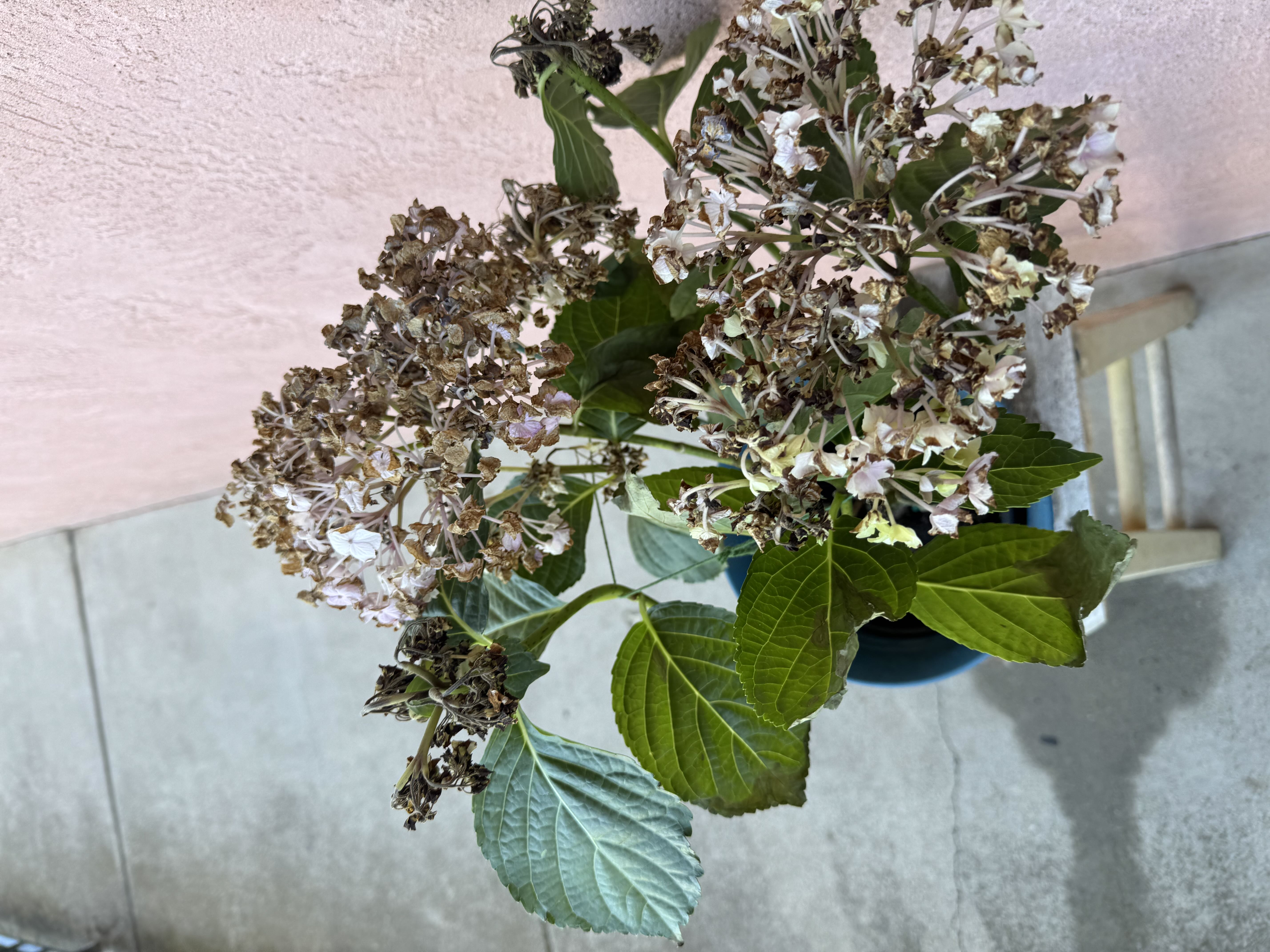 🍋 Introduction to Little Lime Punch Panicle Hydrangea
