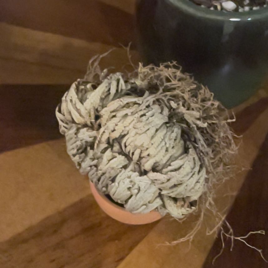 Resurrection Plant Plant Care: Water, Light, Nutrients | Greg App 🌱