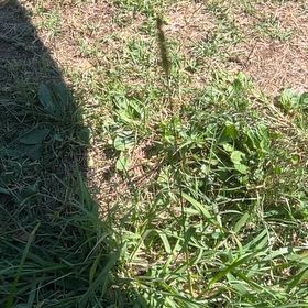 Lyre-Leaf Sage Care 101: Water, Light & Growing Tips