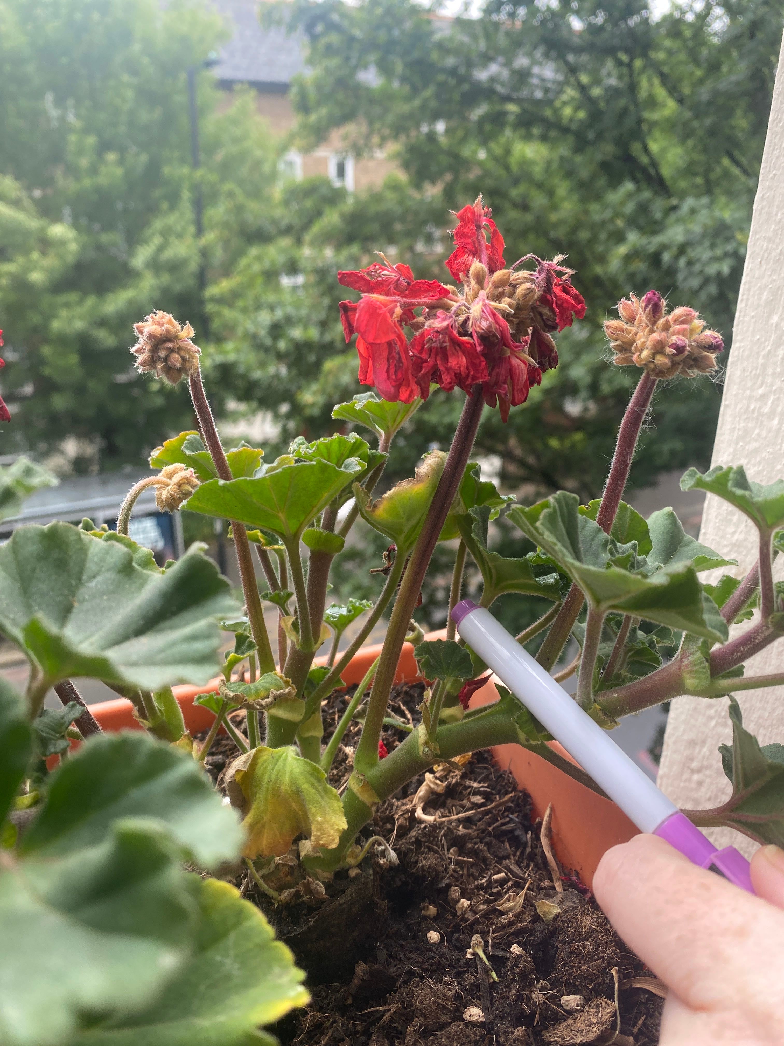 🌼 10 Ideal Locations to Plant Geraniums