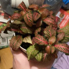 Fittonia Plant Care: Water, Light, Nutrients | Greg App 🌱