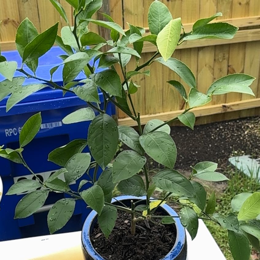 Harvey lemon Tree Plant Care: Water, Light, Nutrients | Greg App 🌱
