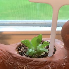 The Complete Ping Plant Care Guide: Water, Light & Beyond