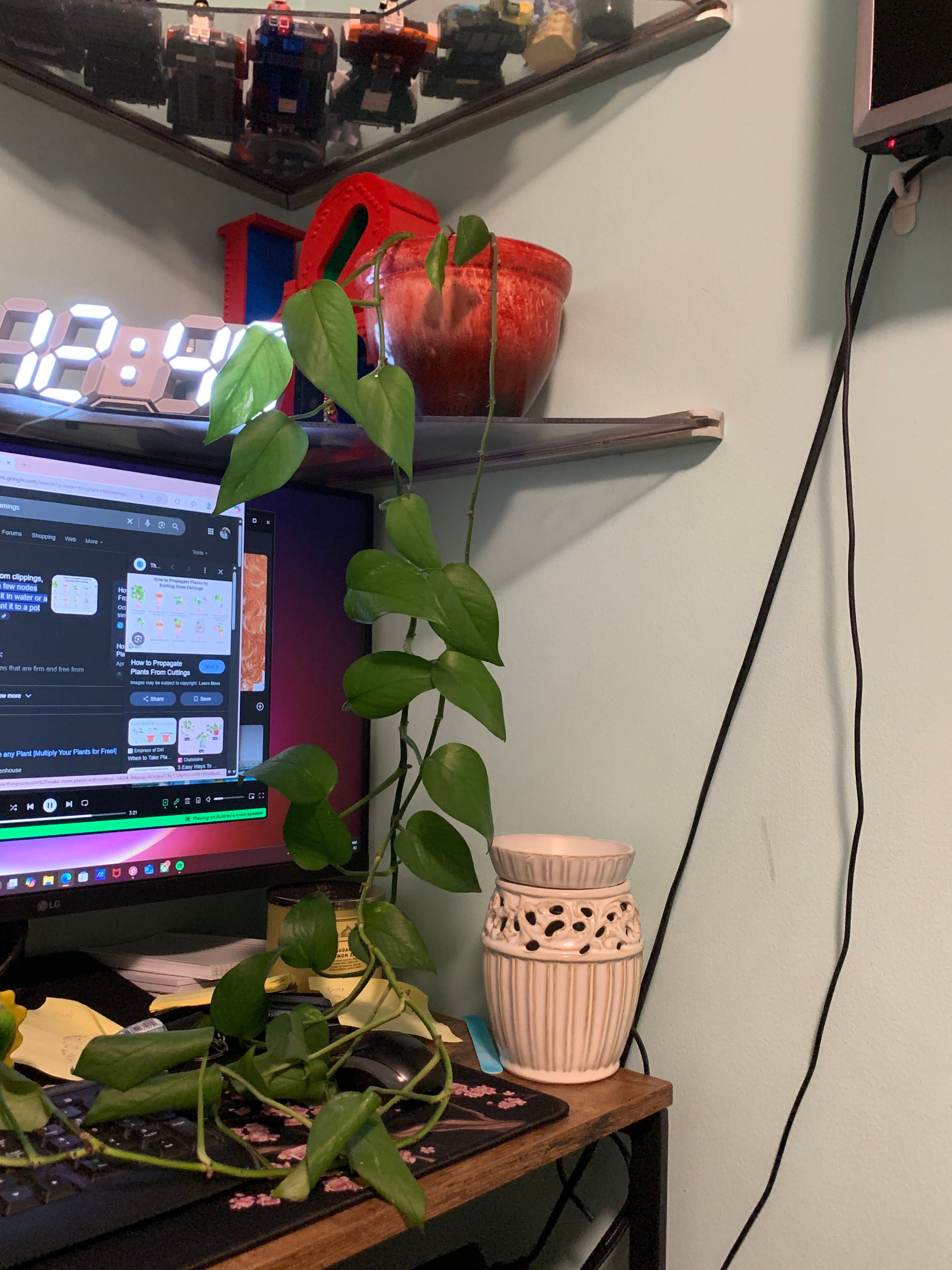 Why Are There Brown Spots on My Mutant Manjula Pothos?
