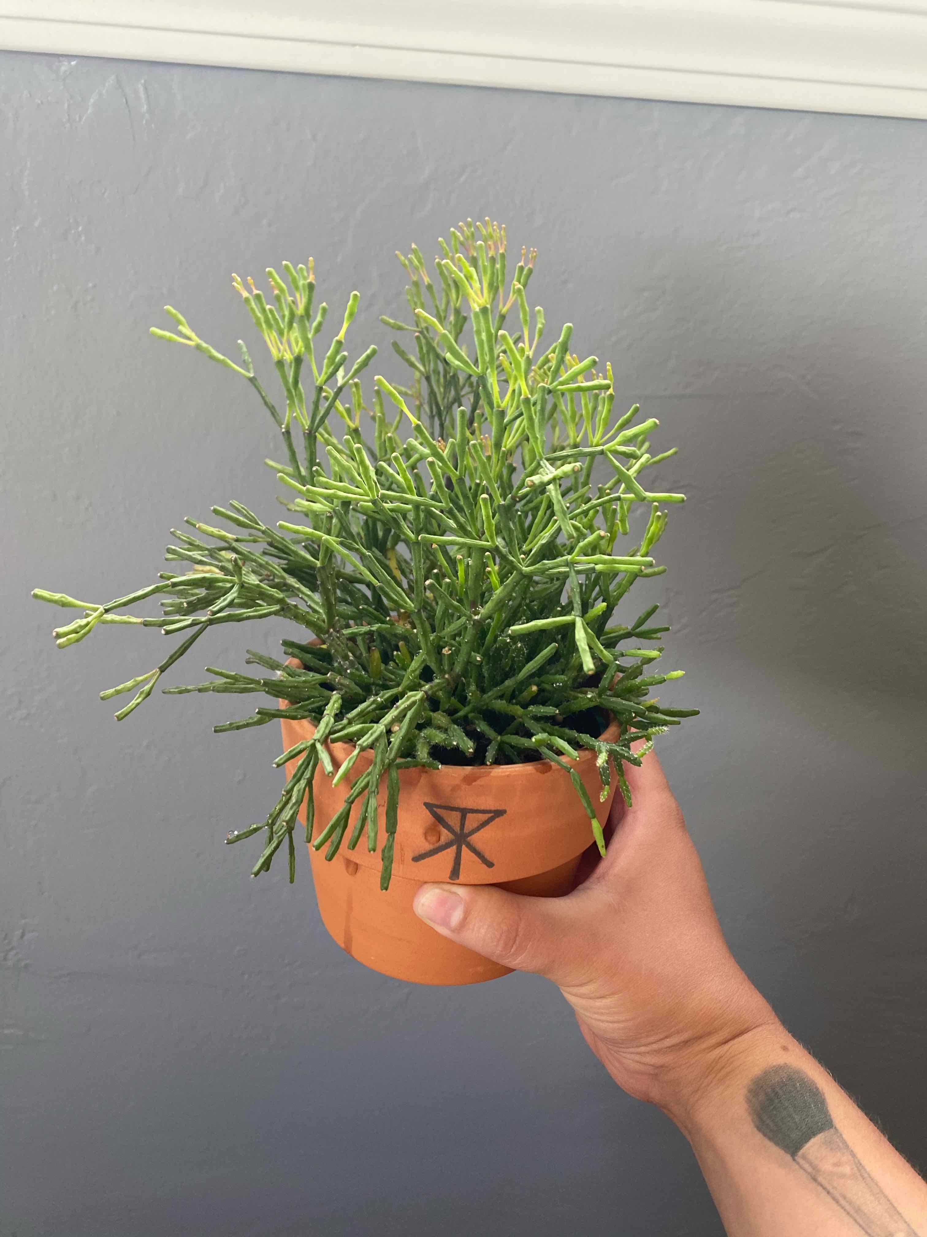 10 Benefits of Having a Dancing Bones