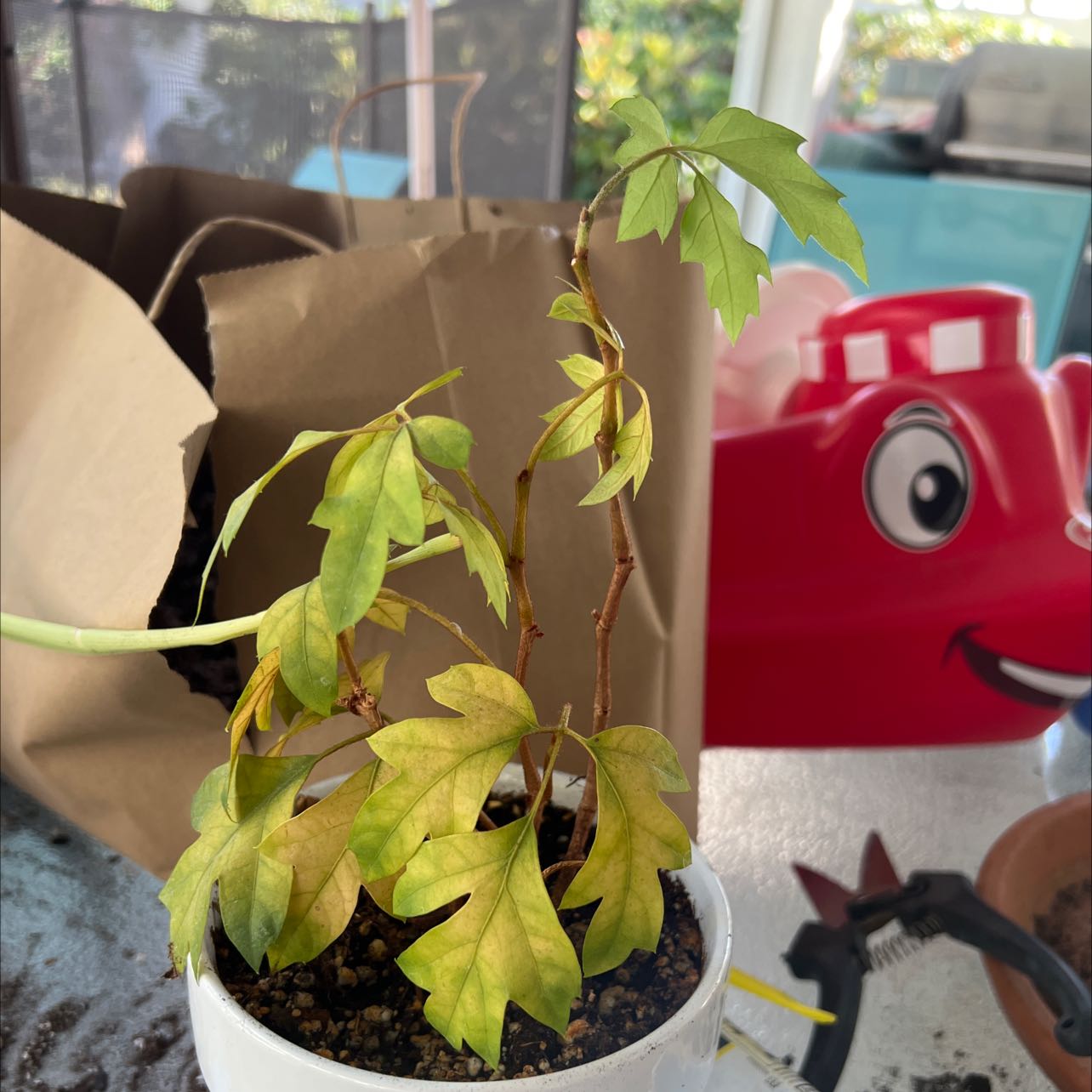 Common Grape Ivy Problems