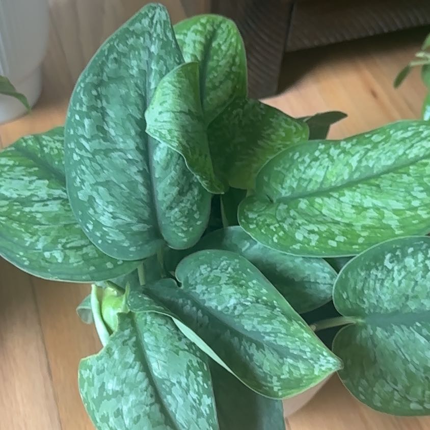 Scindapsus 'Mount Salak' Care 101: Water, Light & Growing Tips