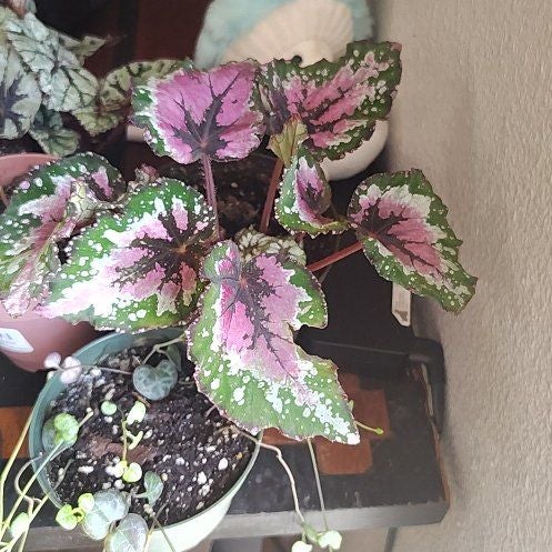 The Complete Rex Begonia Jurassic Watermelon Plant Care Guide: Water ...
