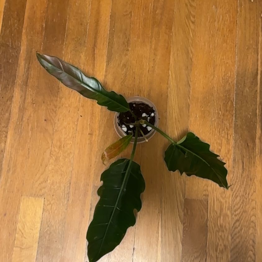 How to Care for Philodendron 'Angel Eyes': Mastering Water, Sunlight & More