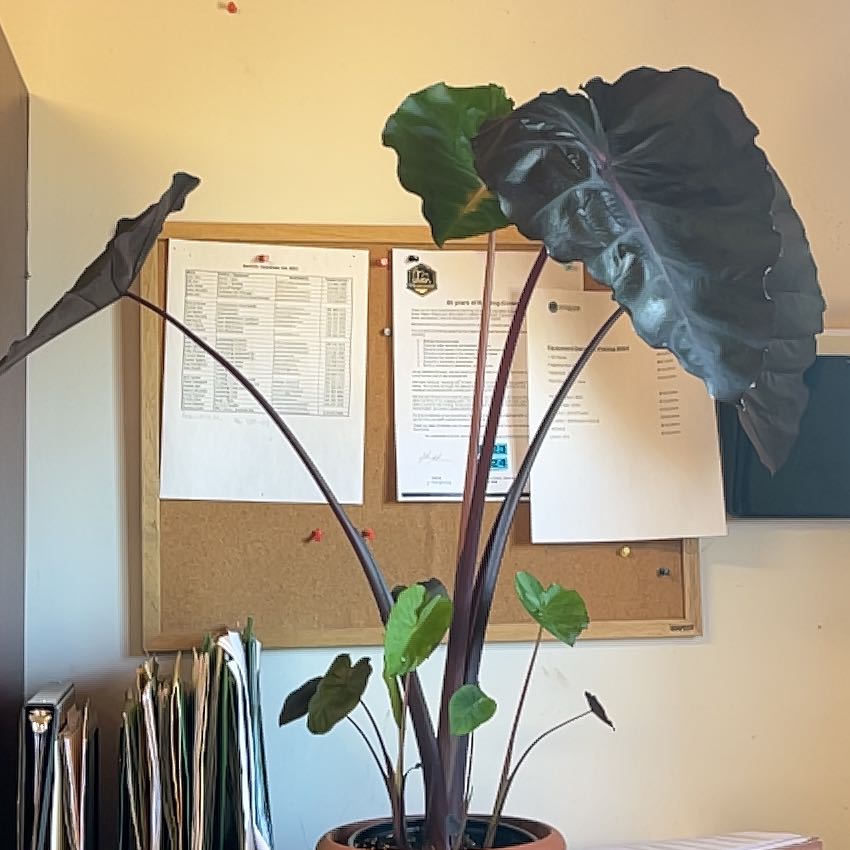 The Complete Colocasia Redemption Plant Care Guide: Water, Light & Beyond