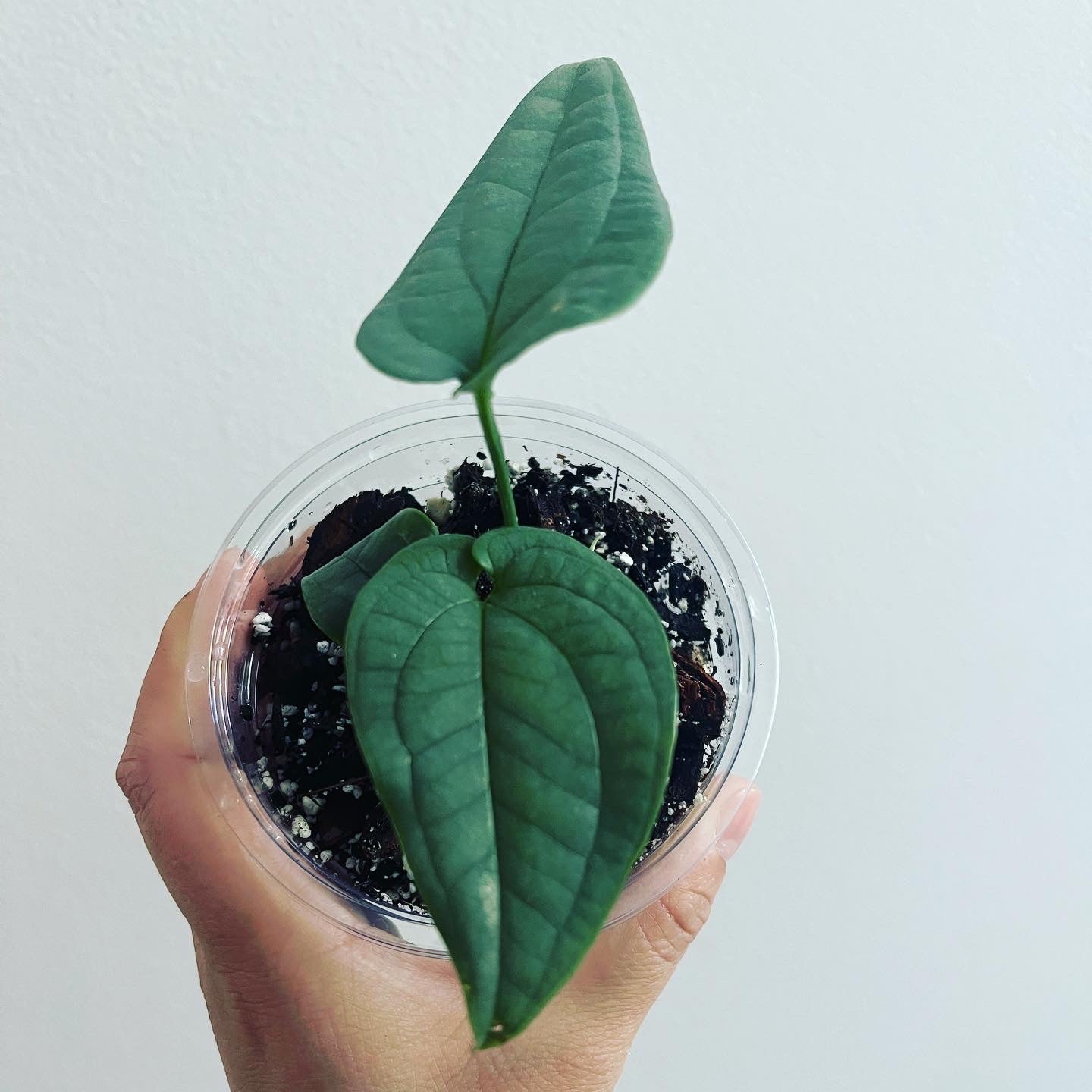 How to Propagate Your Amydrium medium 'Silver'