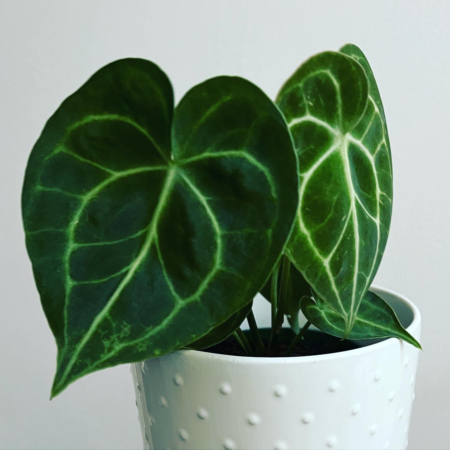 Your Velvet Cardboard Anthurium's Sunlight Needs