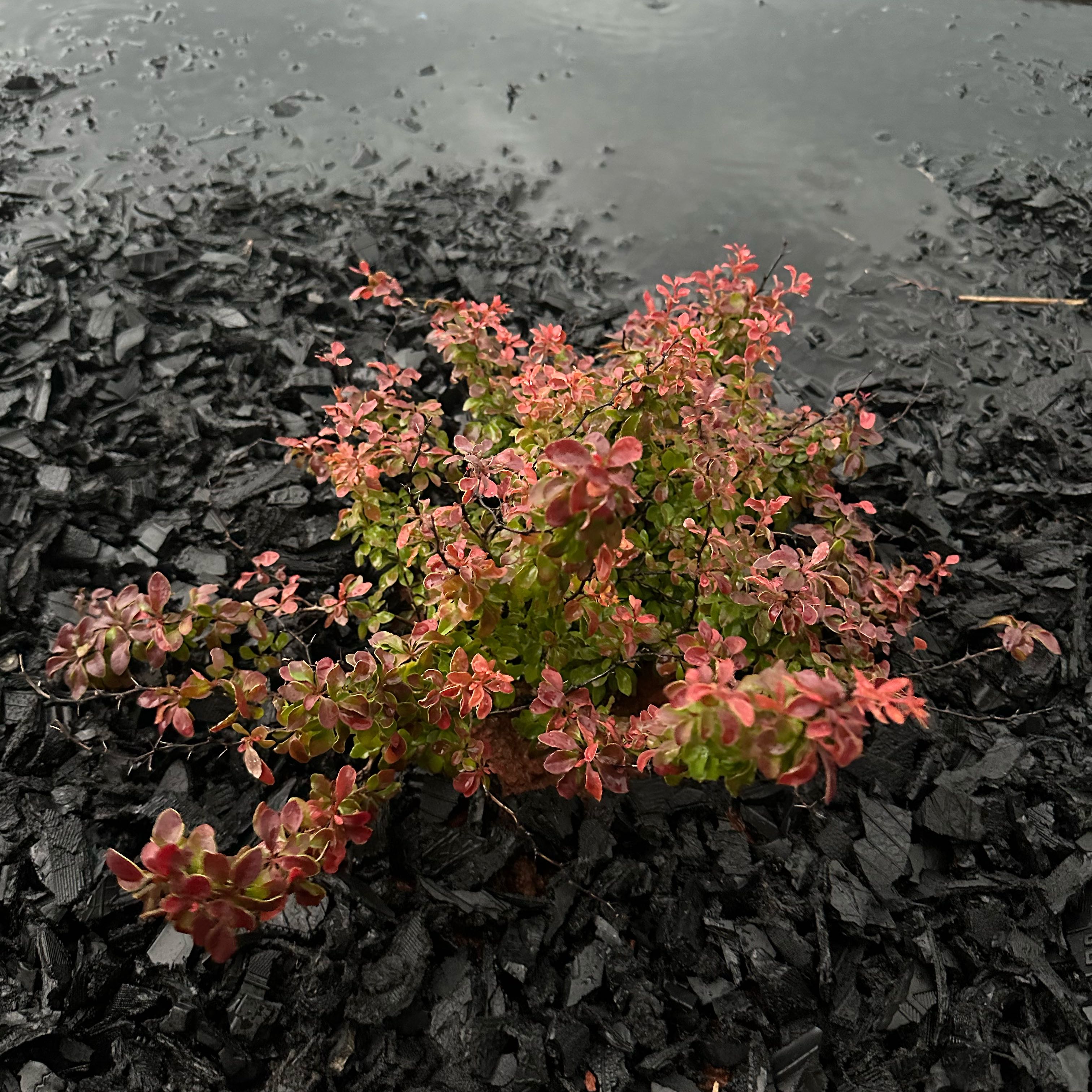 Admiration Barberry Plant Care: Water, Light, Nutrients | Greg App 🌱