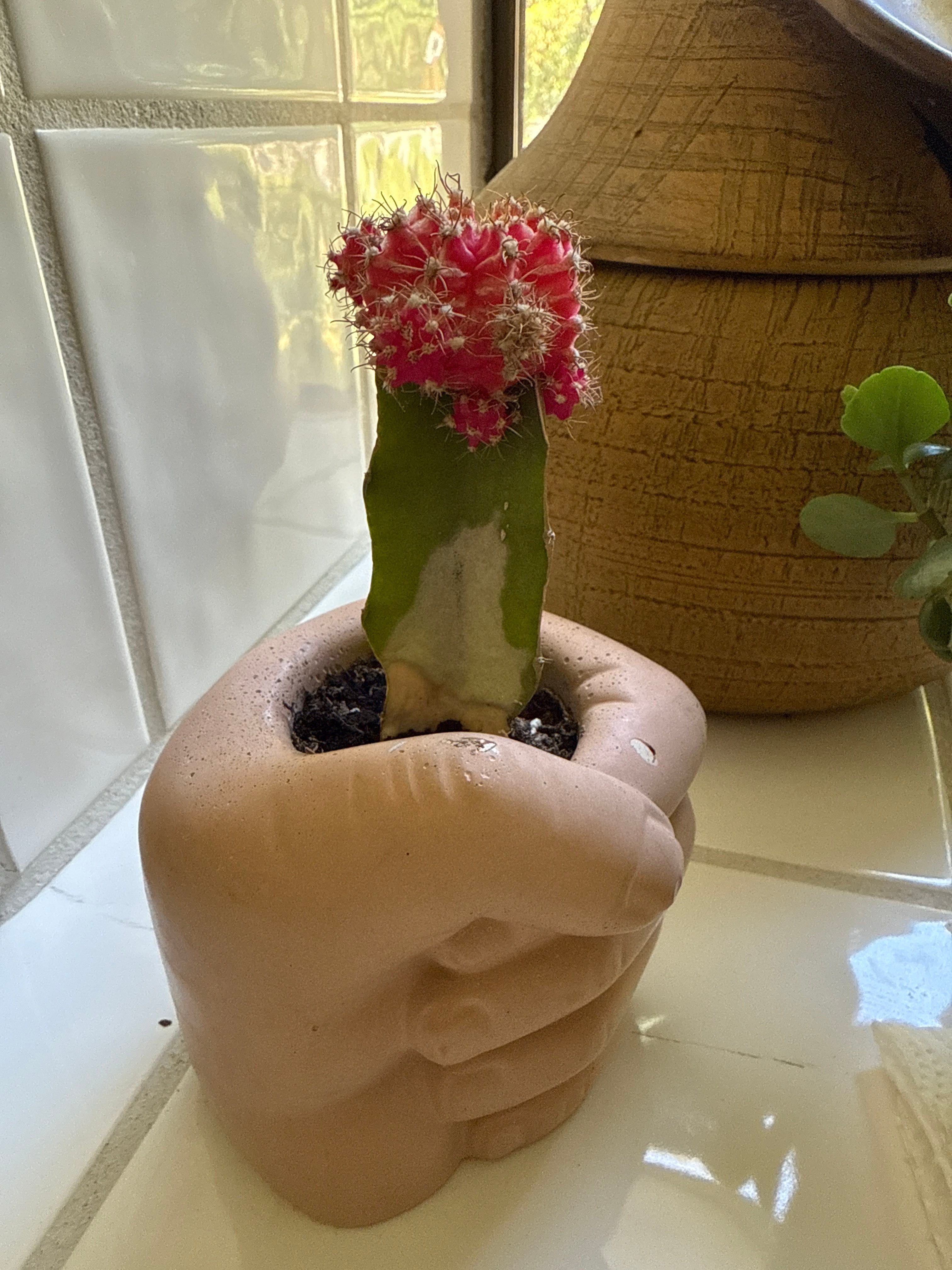 🌵 Ultimate Guide to Black Cactus Varieties