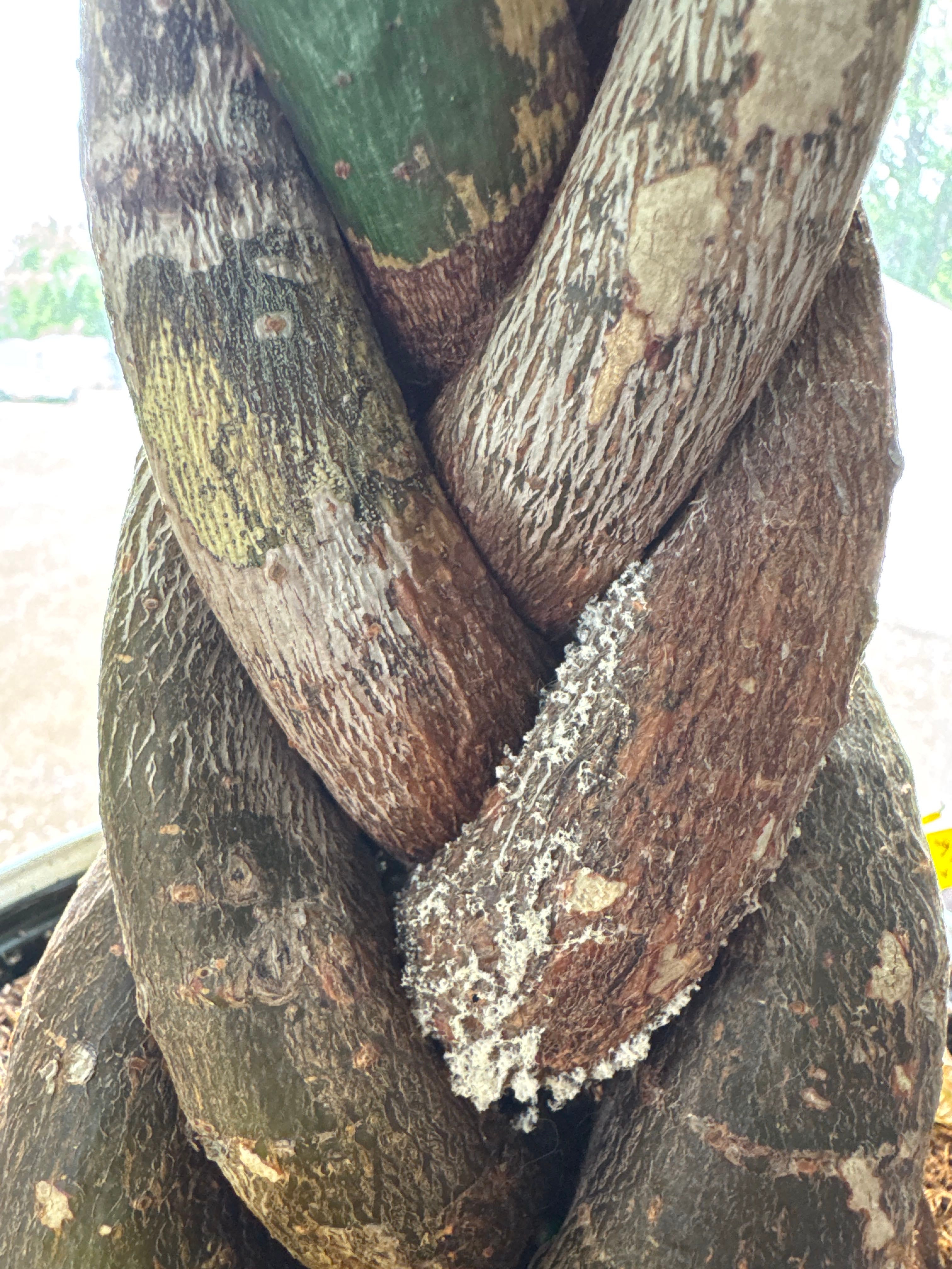 9 Tips for Selecting the Best Pot for Money Tree Plant 🪴